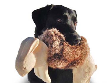 Training / Dummies / Bird/Rabbit/Fox